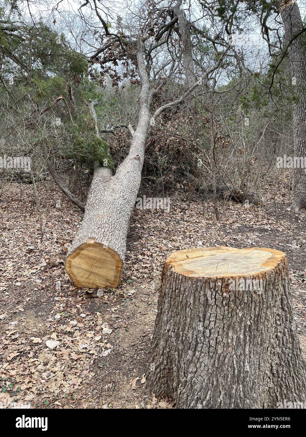 post oak (Quercus stellata Stock Photo - Alamy