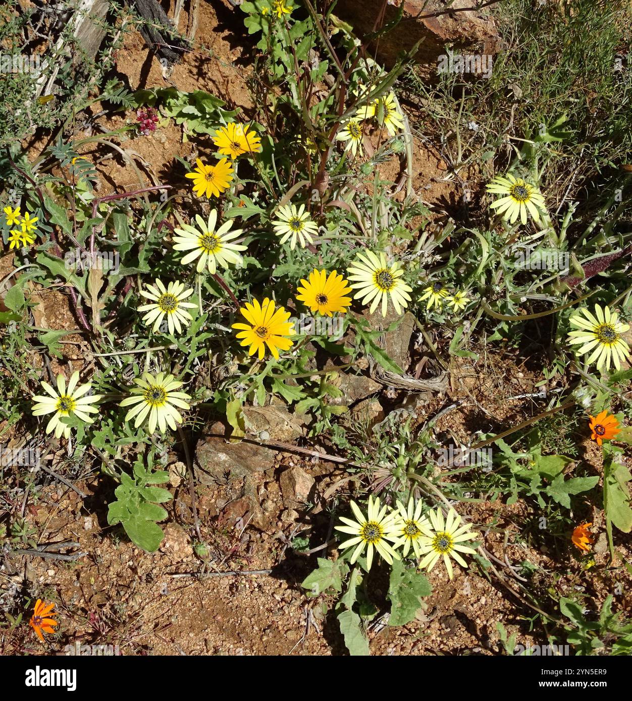 Capeweed hi-res stock photography and images - Alamy