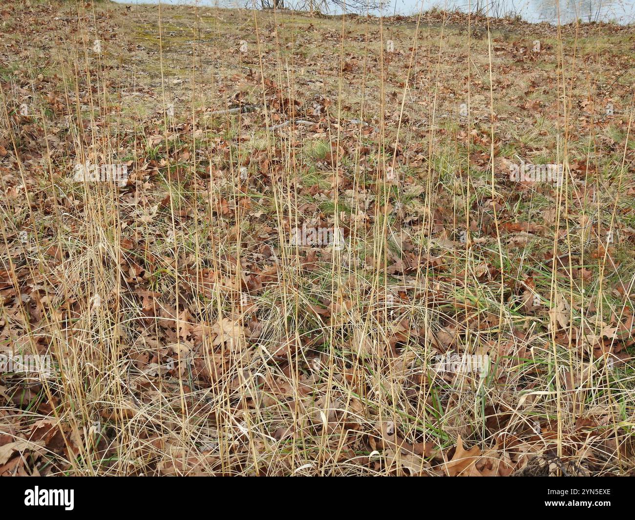 purpletop tridens (Tridens flavus Stock Photo - Alamy