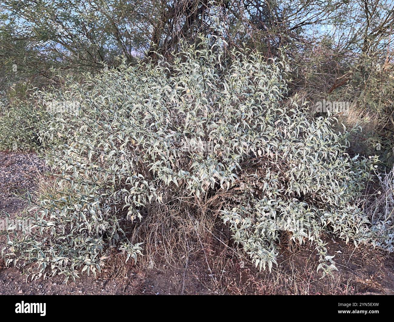 triangle-leaf bursage (Ambrosia deltoidea Stock Photo - Alamy