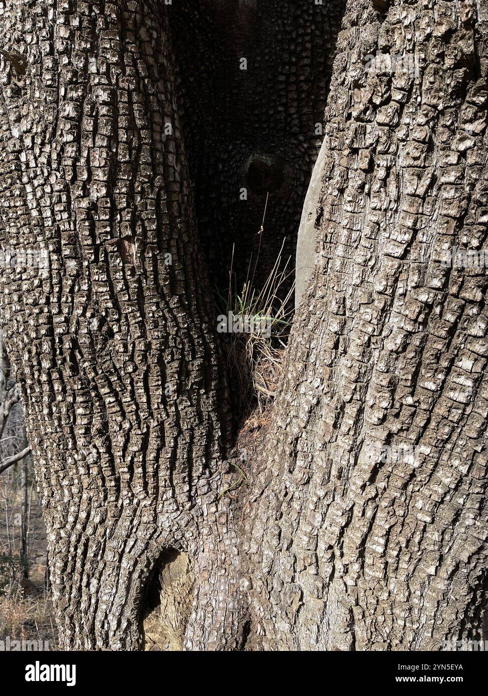 alligator juniper (Juniperus deppeana Stock Photo - Alamy