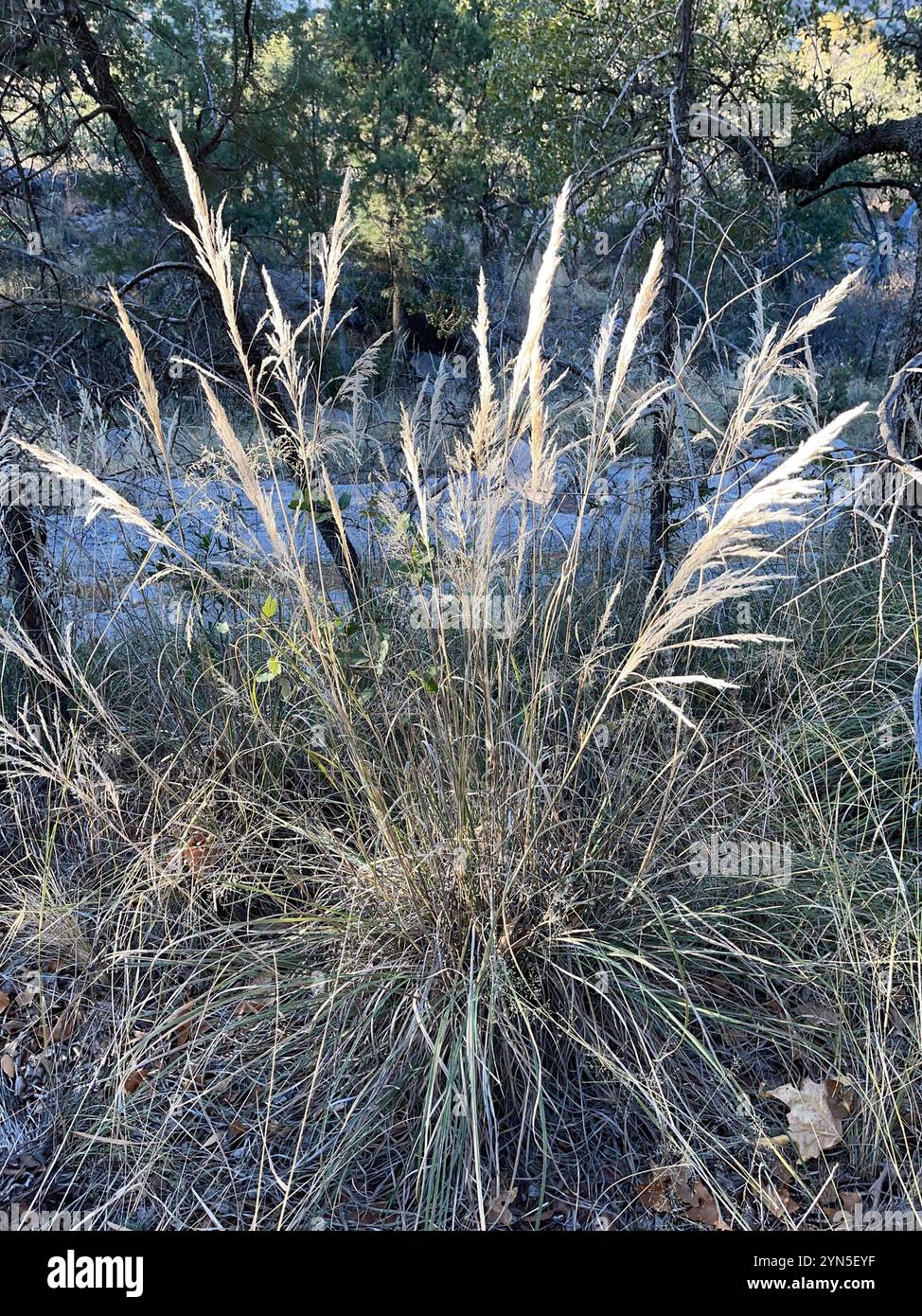 Deergrass hi-res stock photography and images - Alamy