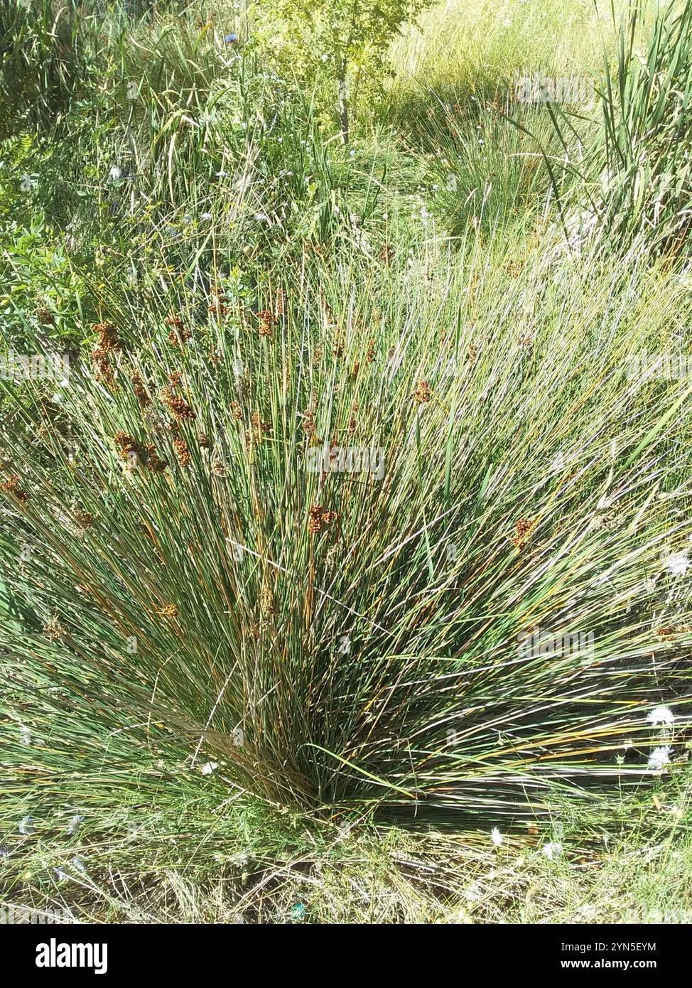 spiny rush (Juncus acutus Stock Photo - Alamy