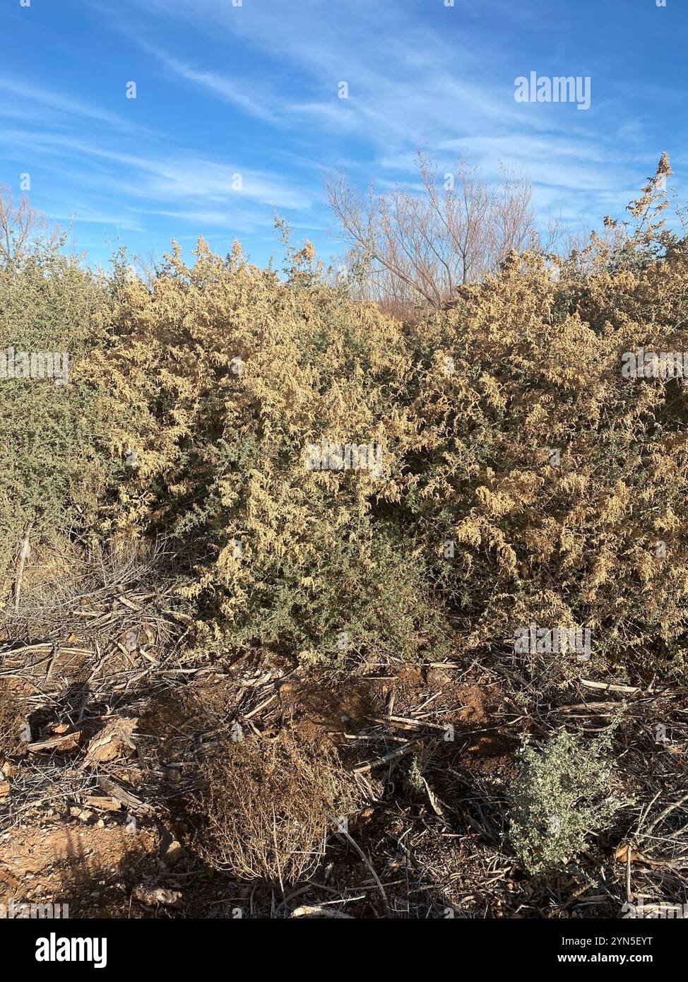 big saltbush (Atriplex lentiformis Stock Photo - Alamy