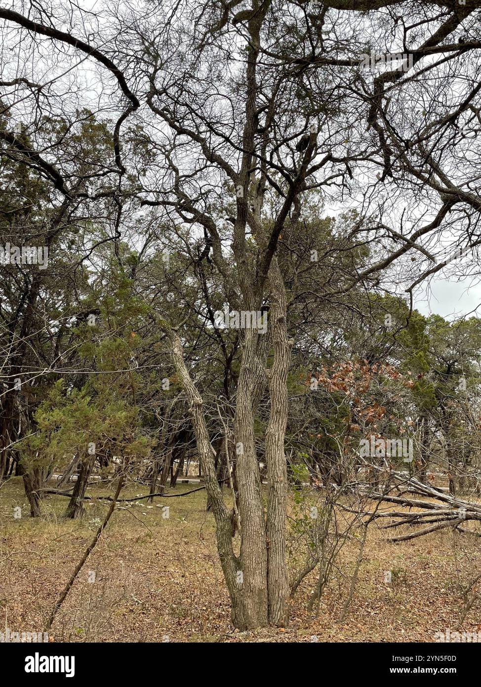 Cedar Elm (Ulmus crassifolia Stock Photo - Alamy