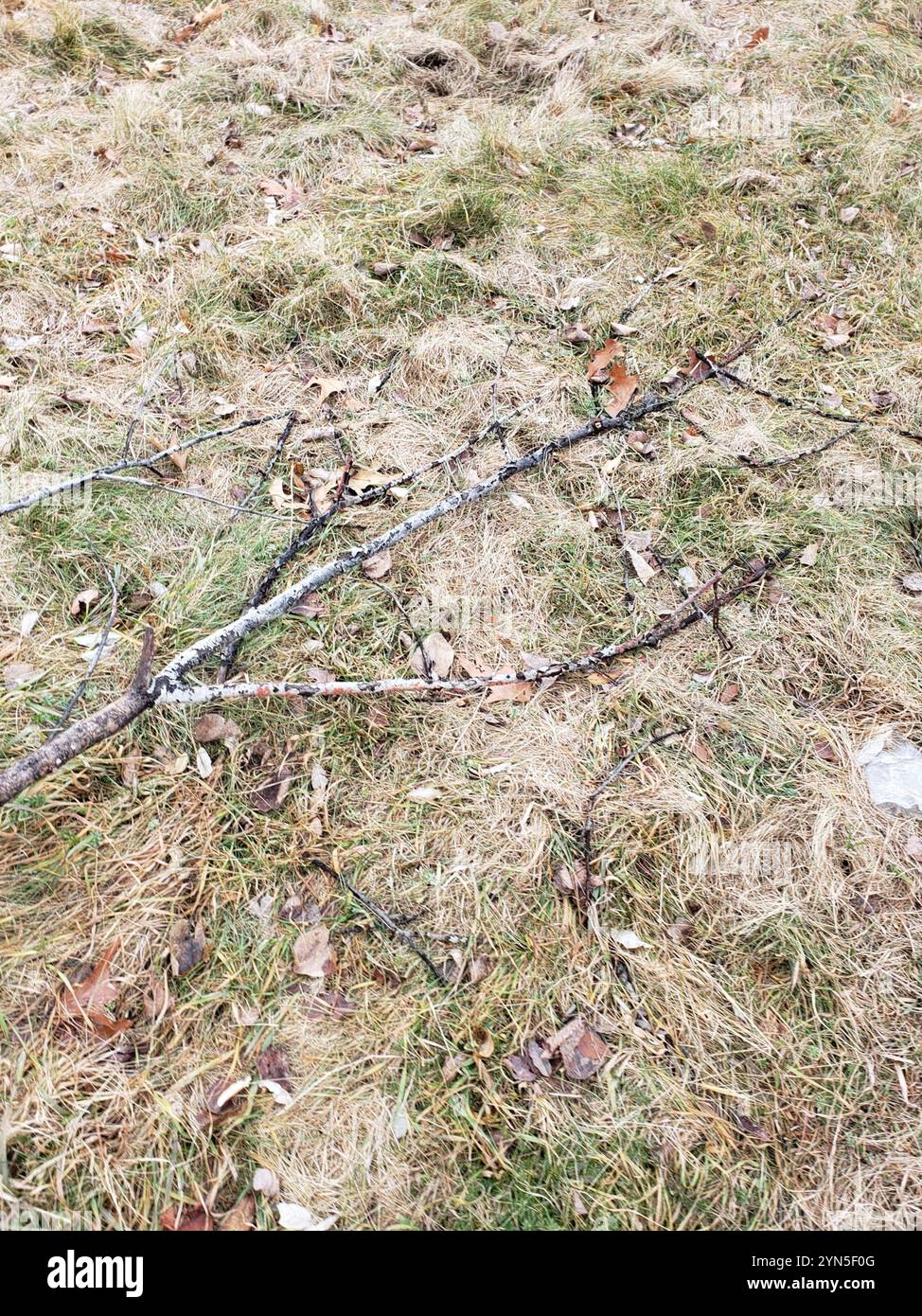 Red Tree Brain Fungus (Peniophora rufa Stock Photo - Alamy