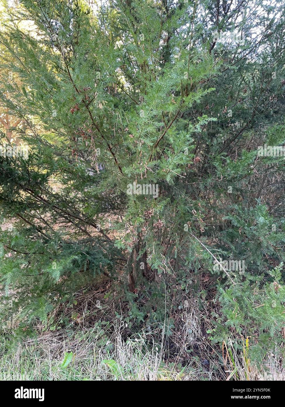 Prickly moses (Acacia verticillata Stock Photo - Alamy