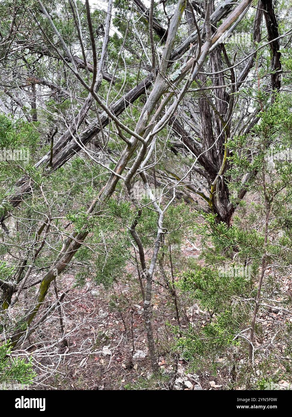 Prairie flameleaf sumac (Rhus lanceolata Stock Photo - Alamy