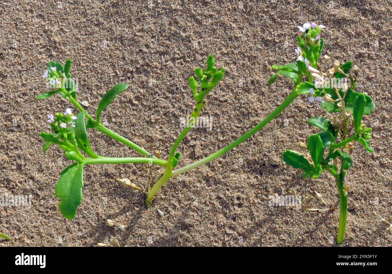 Edentula hi-res stock photography and images - Alamy