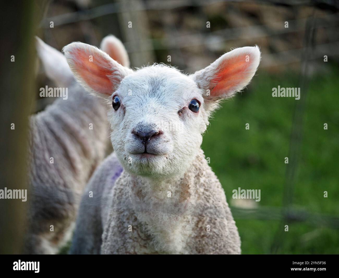One of two young curious Spring lambs peers at the camera in grass ...