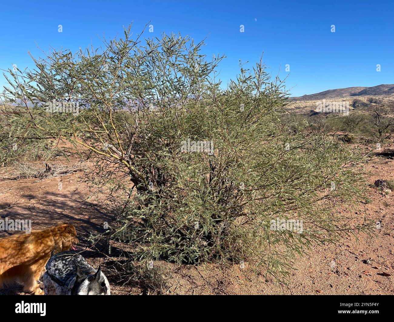 Velvet mesquite hi-res stock photography and images - Alamy