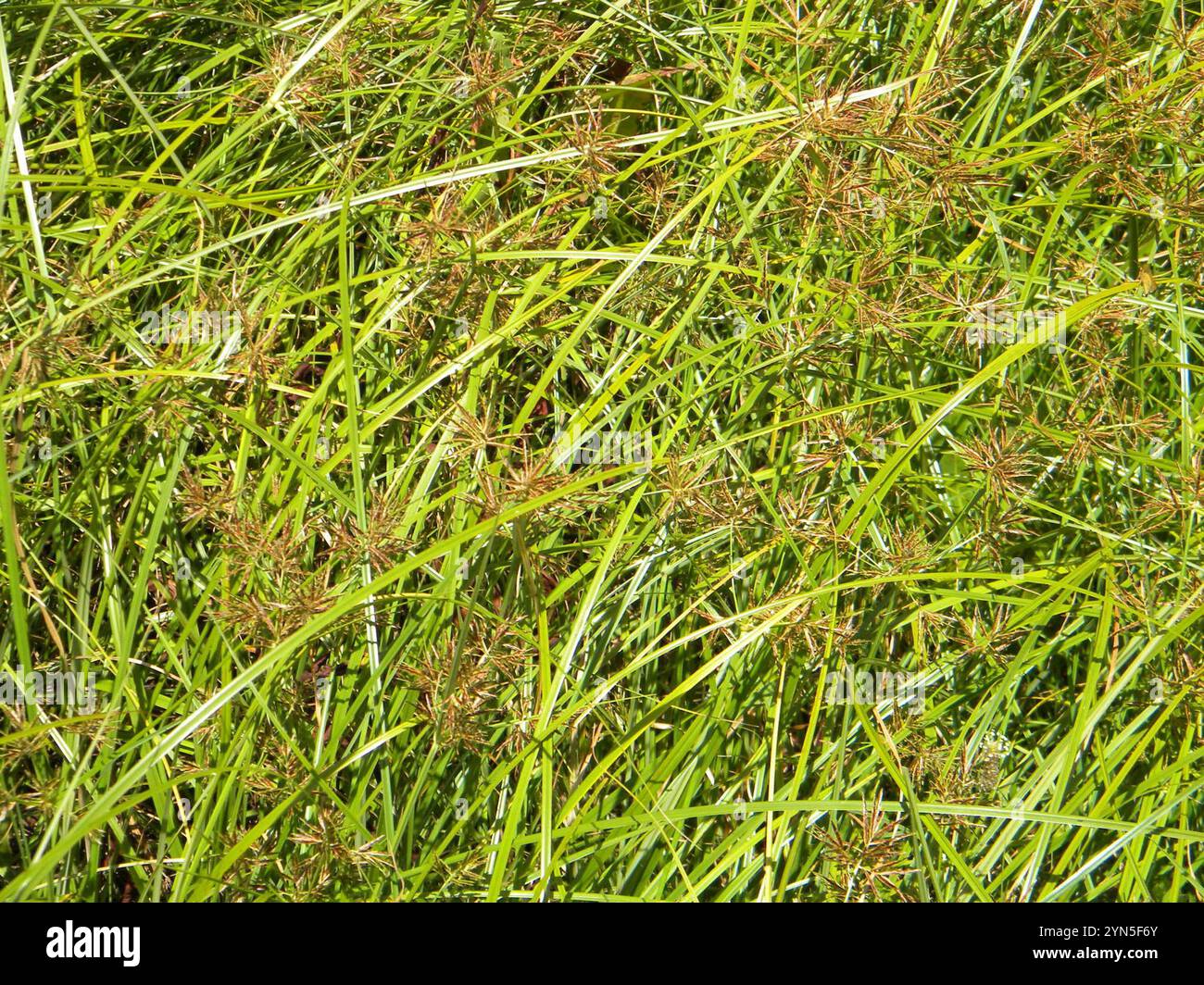 Sweet Cyperus (Cyperus longus tenuiflorus Stock Photo - Alamy
