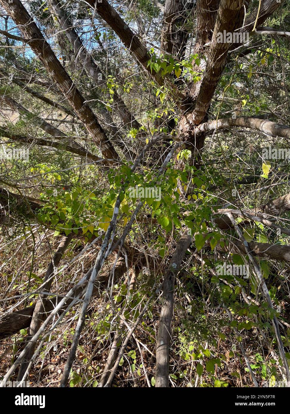 bird pepper (Capsicum annuum glabriusculum Stock Photo - Alamy