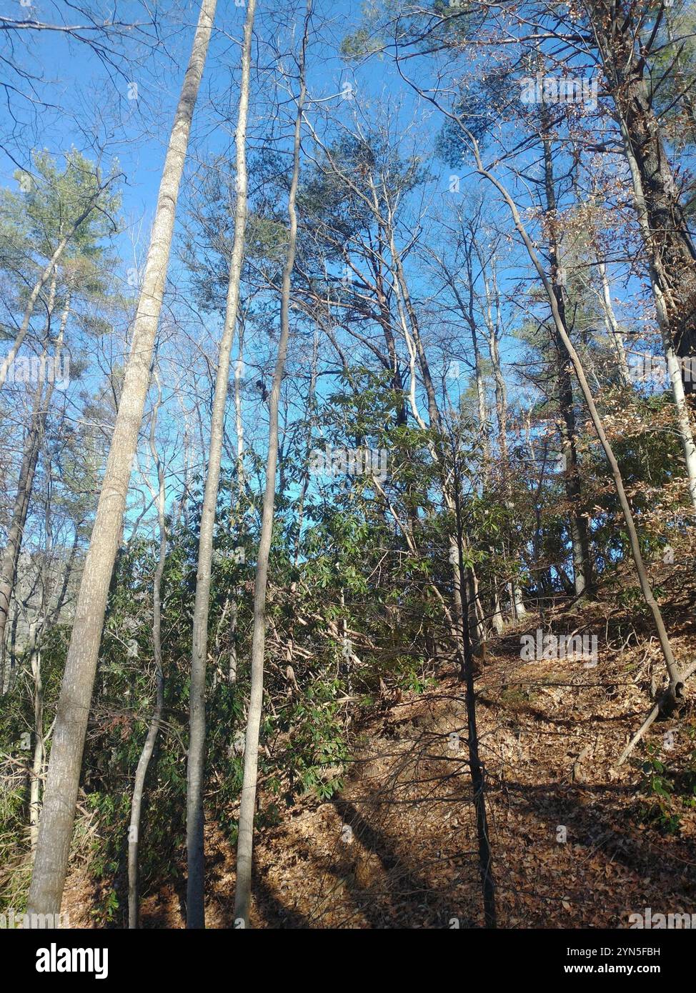 Virginia pine (Pinus virginiana Stock Photo - Alamy