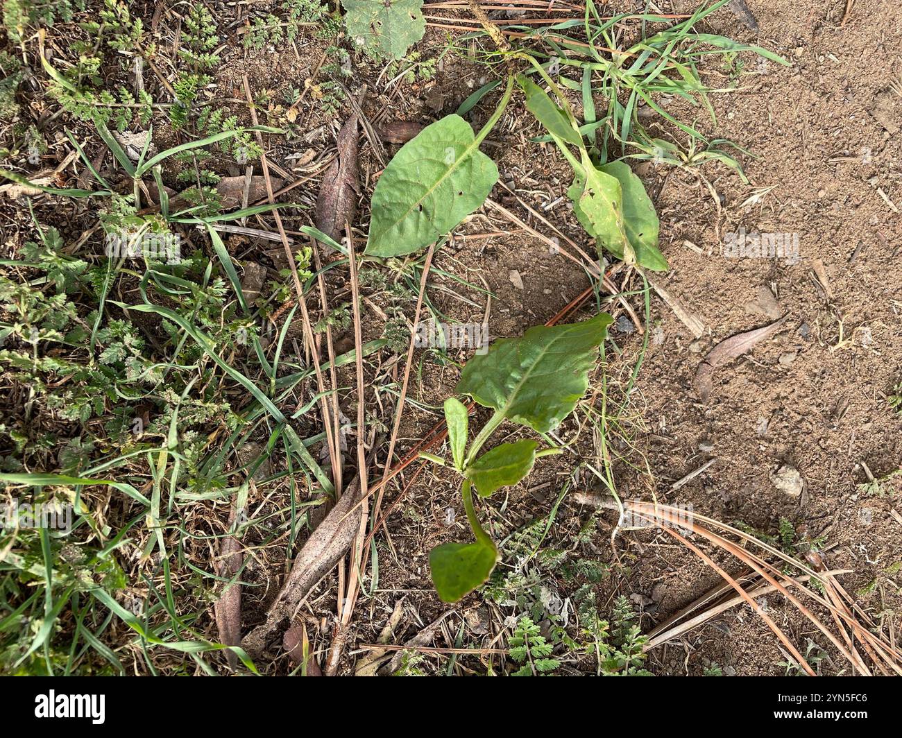 Devil's Thorn (Rumex spinosus Stock Photo - Alamy