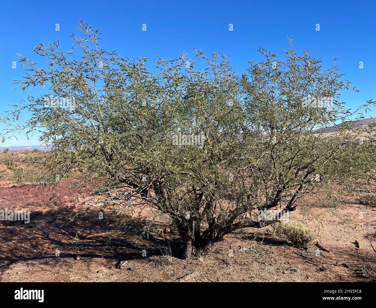 Velvet mesquite hi-res stock photography and images - Alamy