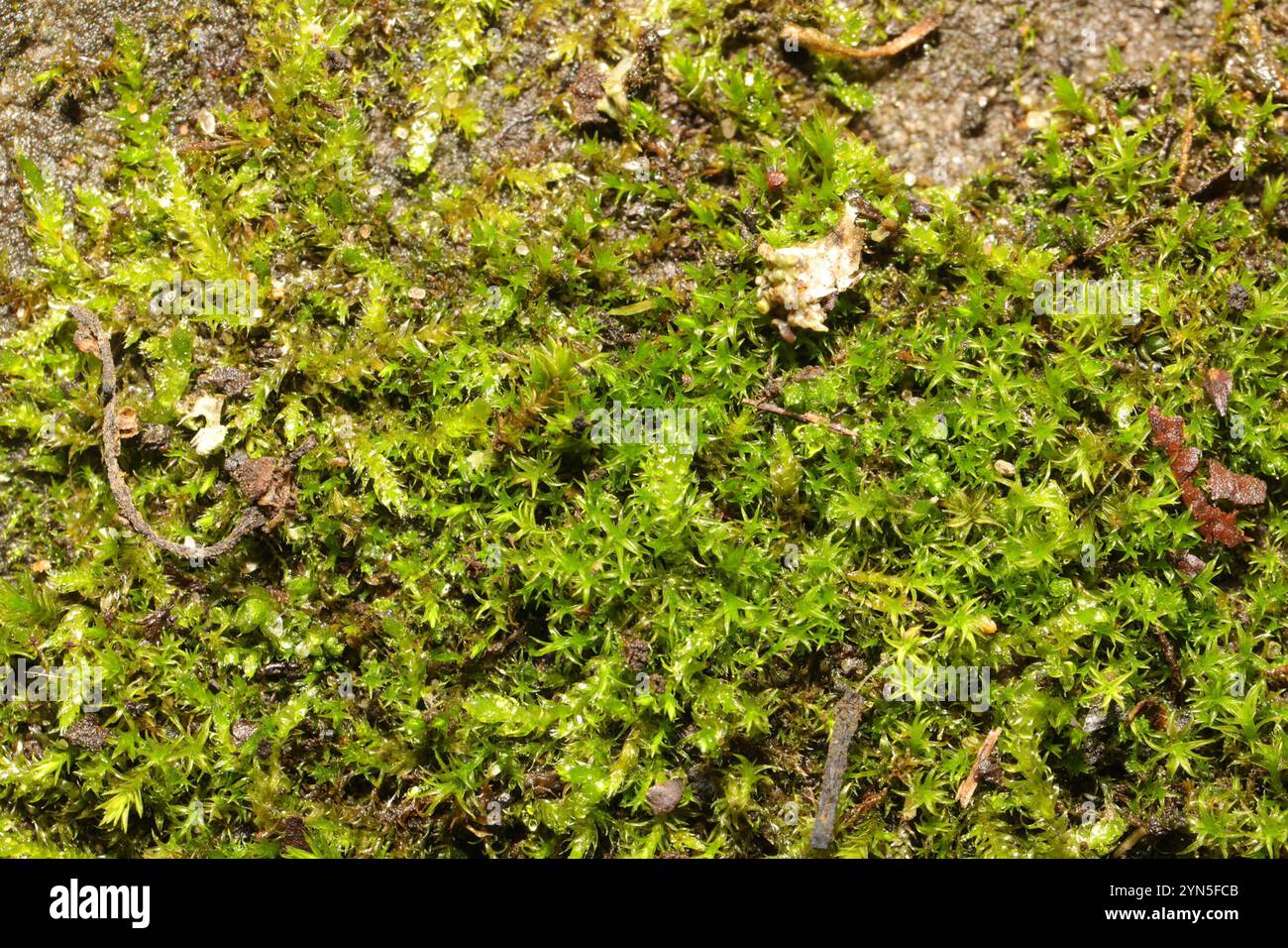 Bird's-Claw Beard-Moss (Barbula unguiculata Stock Photo - Alamy