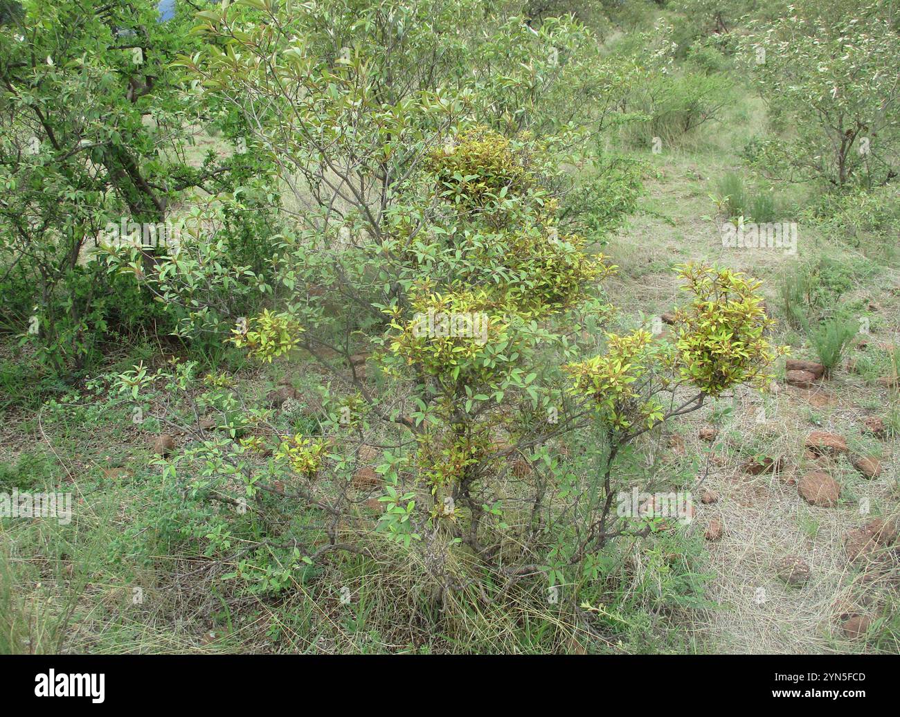Lavender Feverberry (Croton gratissimus Stock Photo - Alamy