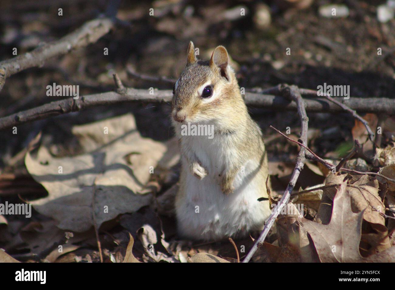 Eastern Chipmunk (Tamias striatus Stock Photo - Alamy