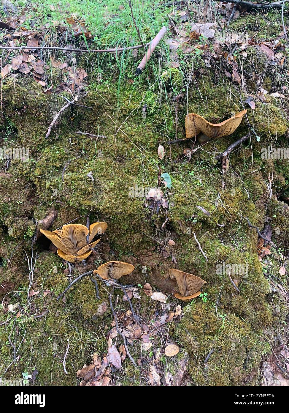 western jack-o'-lantern (Omphalotus olivascens Stock Photo - Alamy