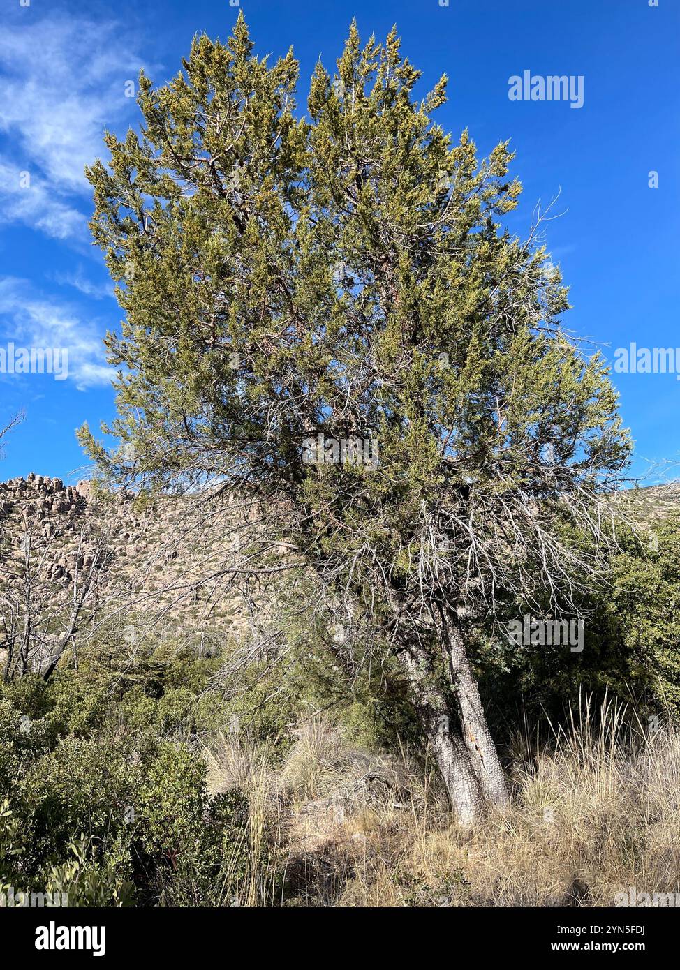 alligator juniper (Juniperus deppeana Stock Photo - Alamy