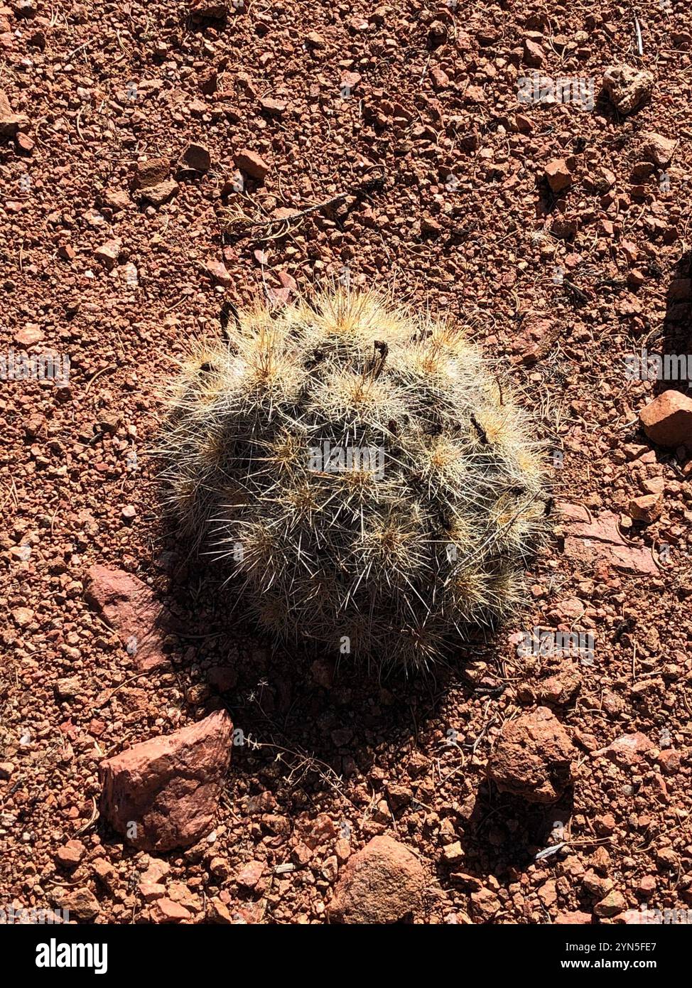 Scarlet Hedgehog Cactus (Echinocereus coccineus coccineus Stock Photo ...