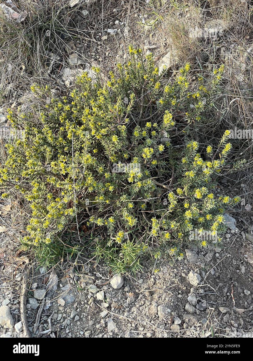Thymelaea tinctoria hi-res stock photography and images - Alamy