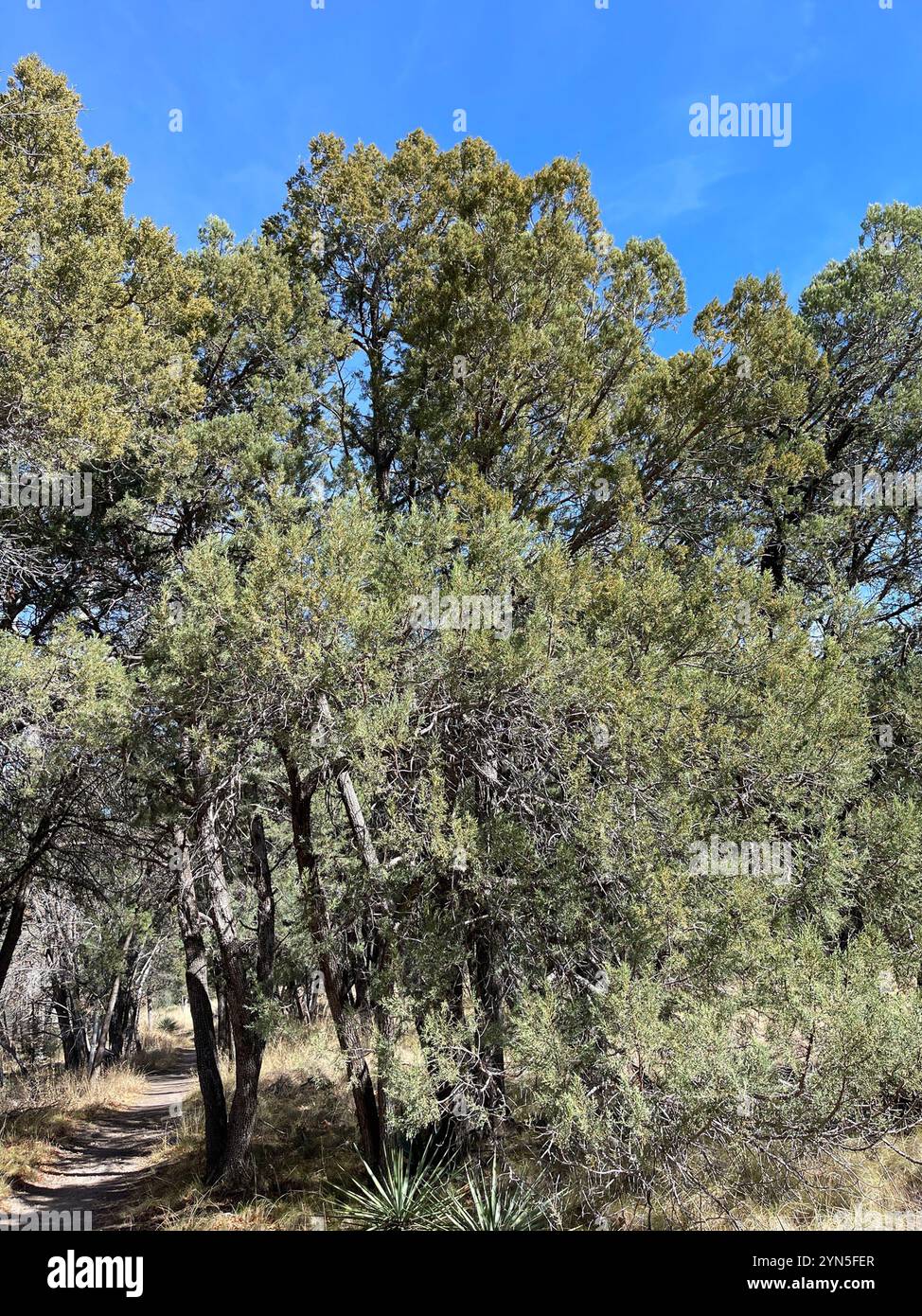 alligator juniper (Juniperus deppeana Stock Photo - Alamy