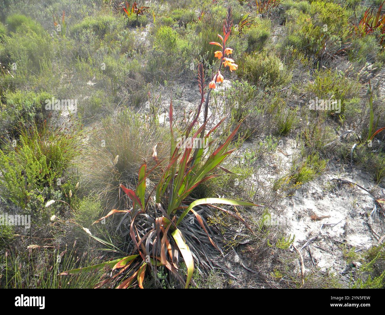 Table Mountain Watsonia (Watsonia tabularis Stock Photo - Alamy