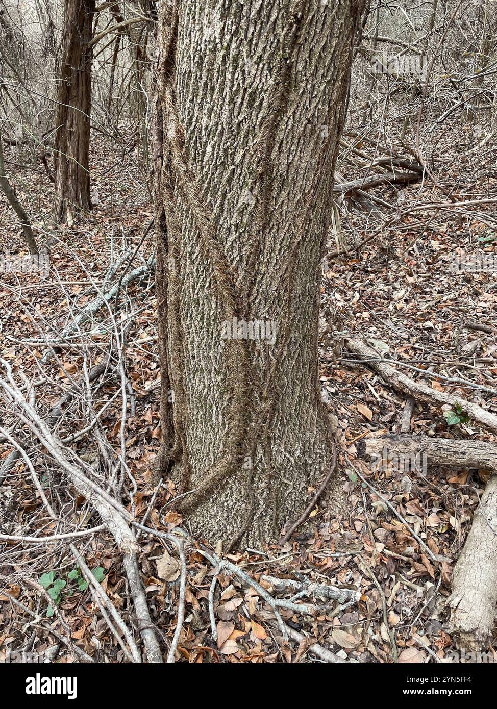 Texas ash (Fraxinus albicans Stock Photo - Alamy