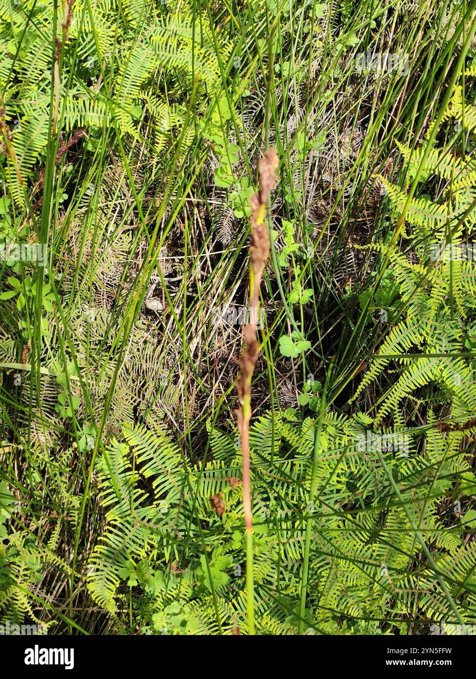 Common Twig Rush (Machaerina rubiginosa Stock Photo - Alamy