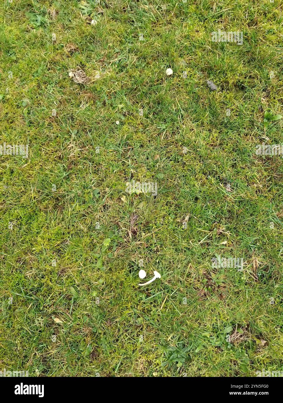 Snowy Waxcap (Cuphophyllus virgineus Stock Photo - Alamy