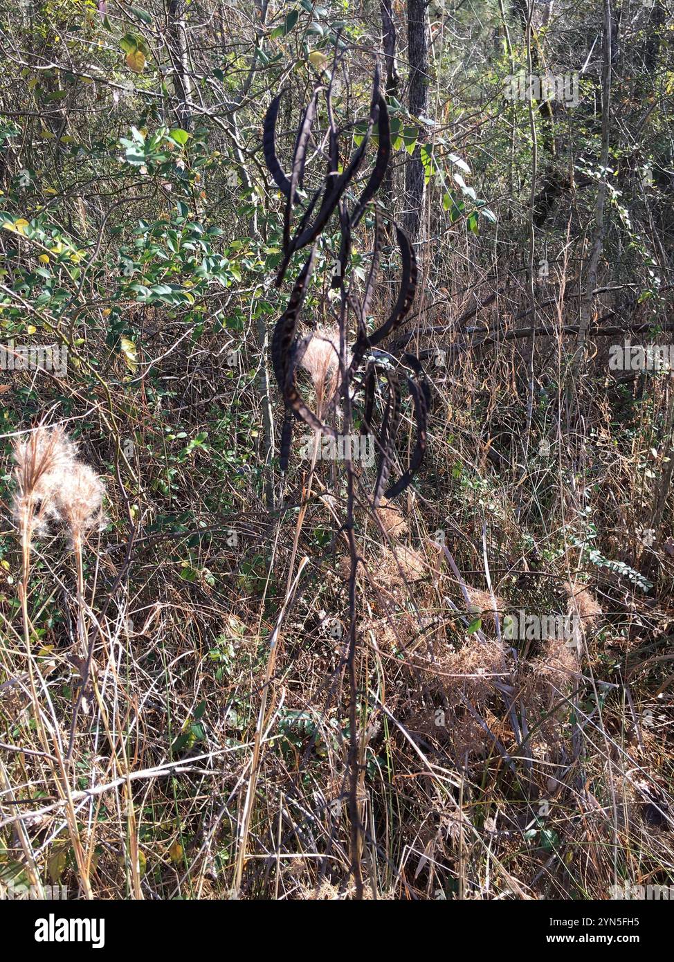 American senna (Senna hebecarpa Stock Photo - Alamy