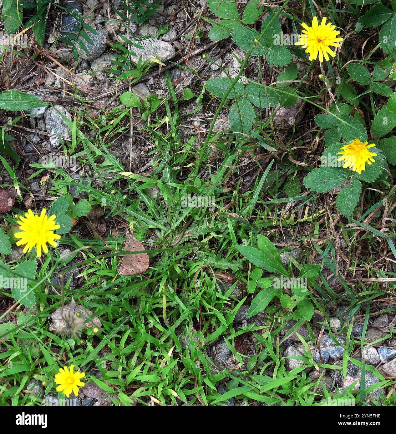 Autumn Hawkbit (Scorzoneroides autumnalis Stock Photo - Alamy