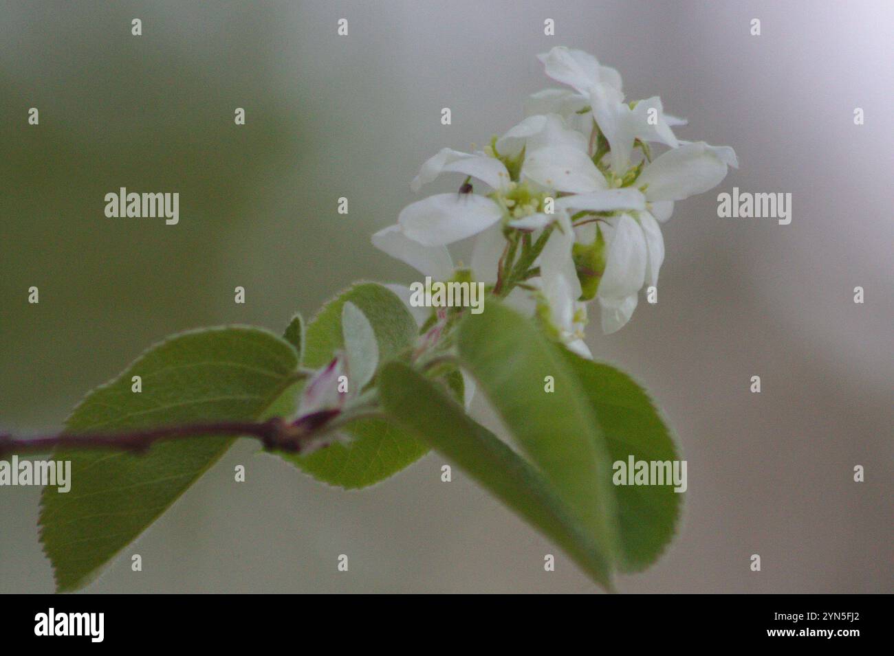Low Serviceberry (Amelanchier humilis Stock Photo - Alamy