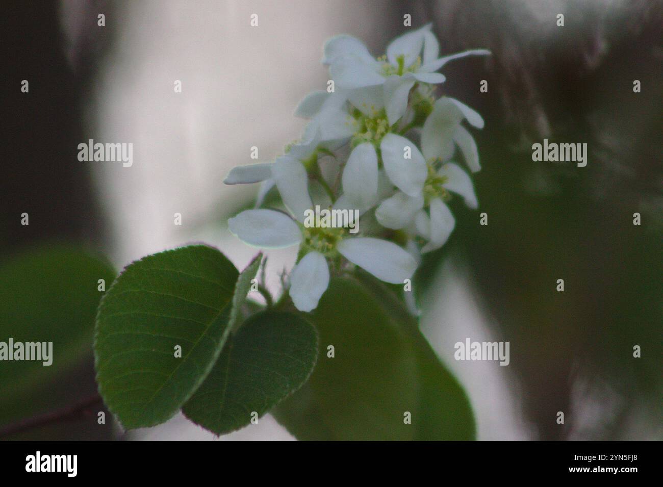 Low Serviceberry (Amelanchier humilis Stock Photo - Alamy