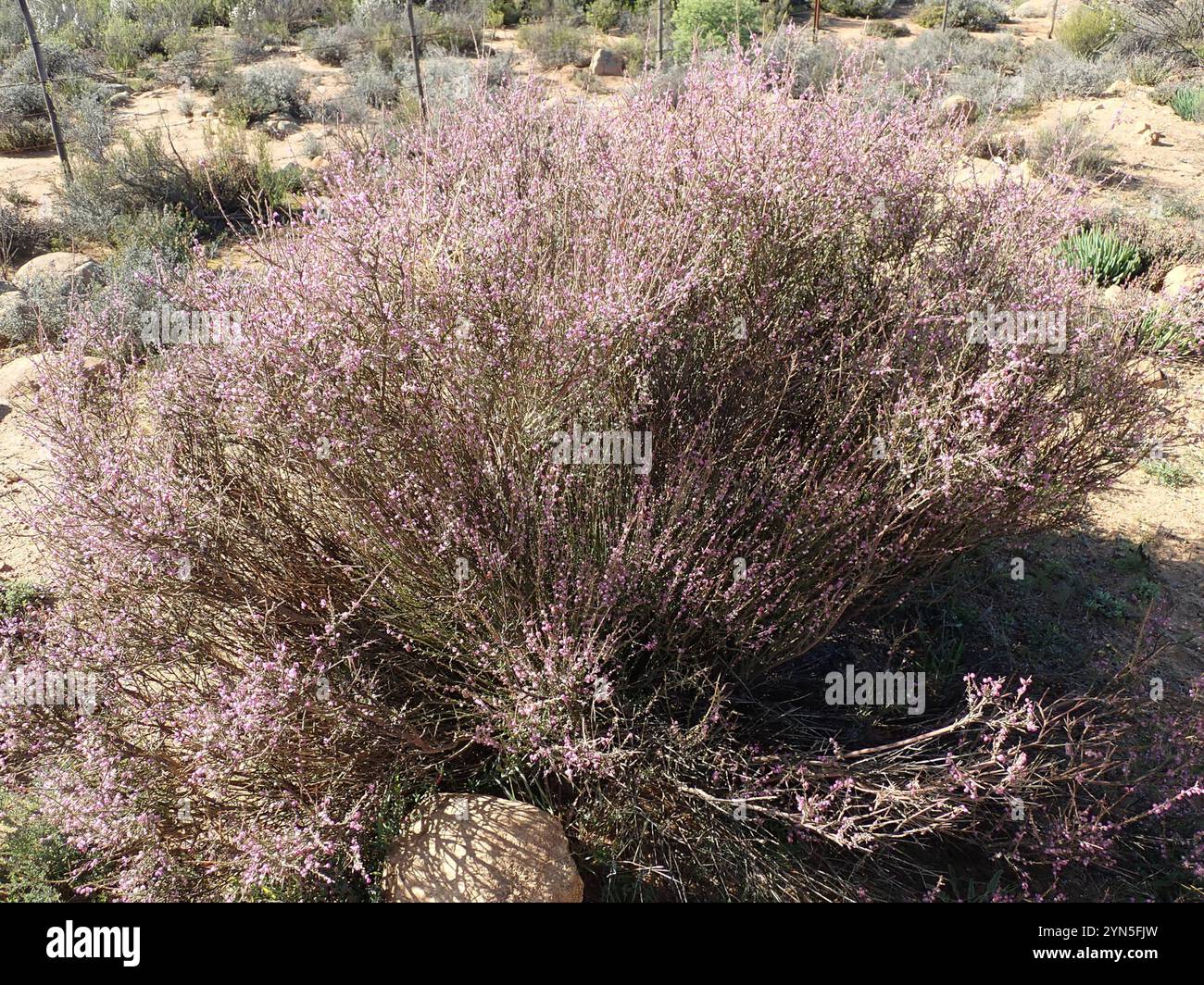 tortoise berry (Muraltia spinosa Stock Photo - Alamy