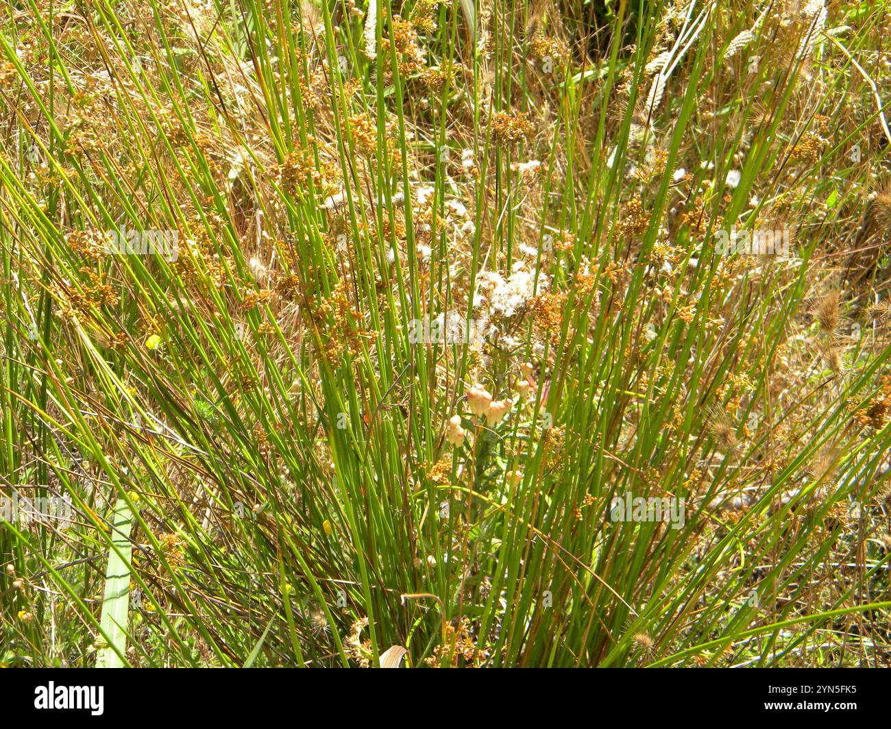 Soft Rush (Juncus effusus Stock Photo - Alamy