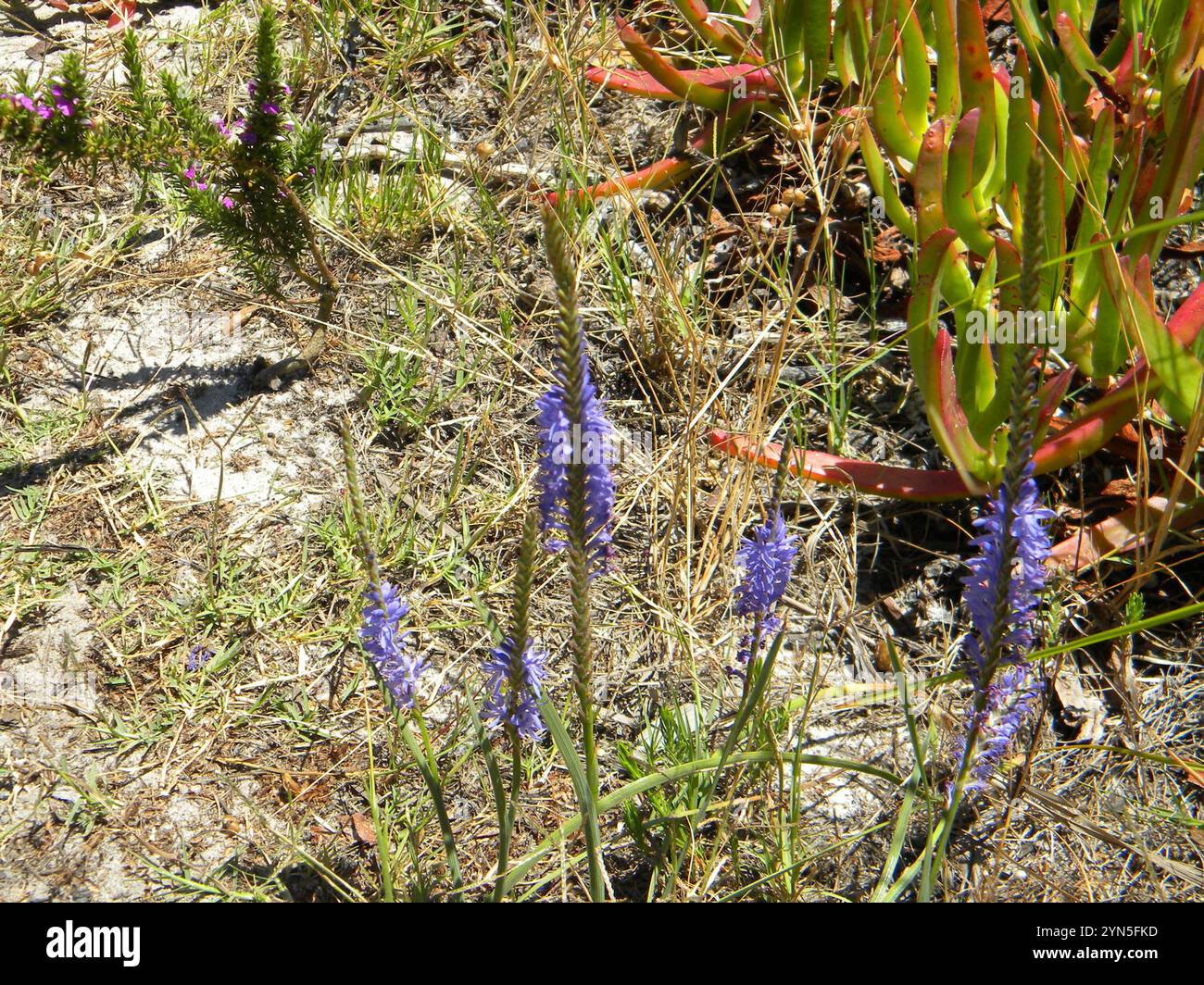 Swordleaf Combflower (Micranthus alopecuroides Stock Photo - Alamy