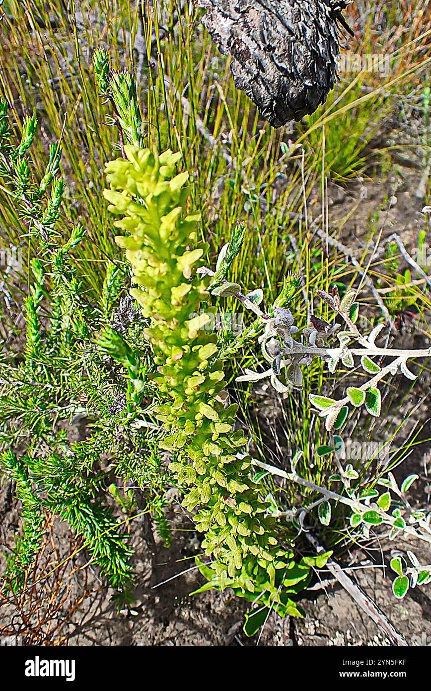 Column Disa (Disa cylindrica Stock Photo - Alamy