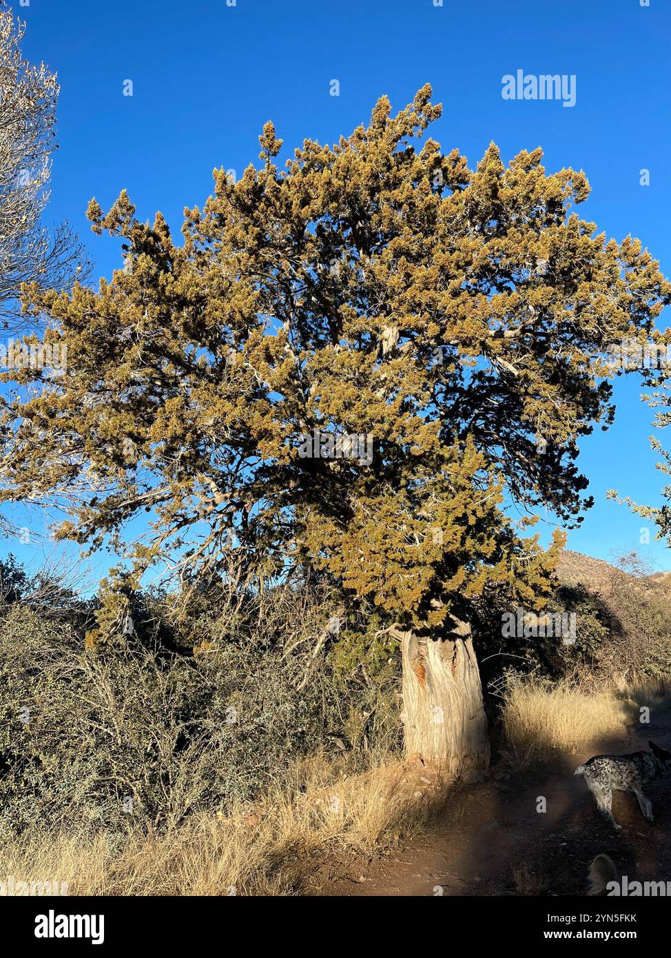 One-seed Juniper (Juniperus monosperma Stock Photo - Alamy