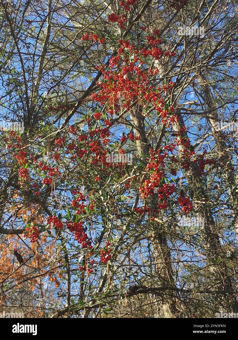 Taiwan Firethorn (Pyracantha koidzumii Stock Photo - Alamy