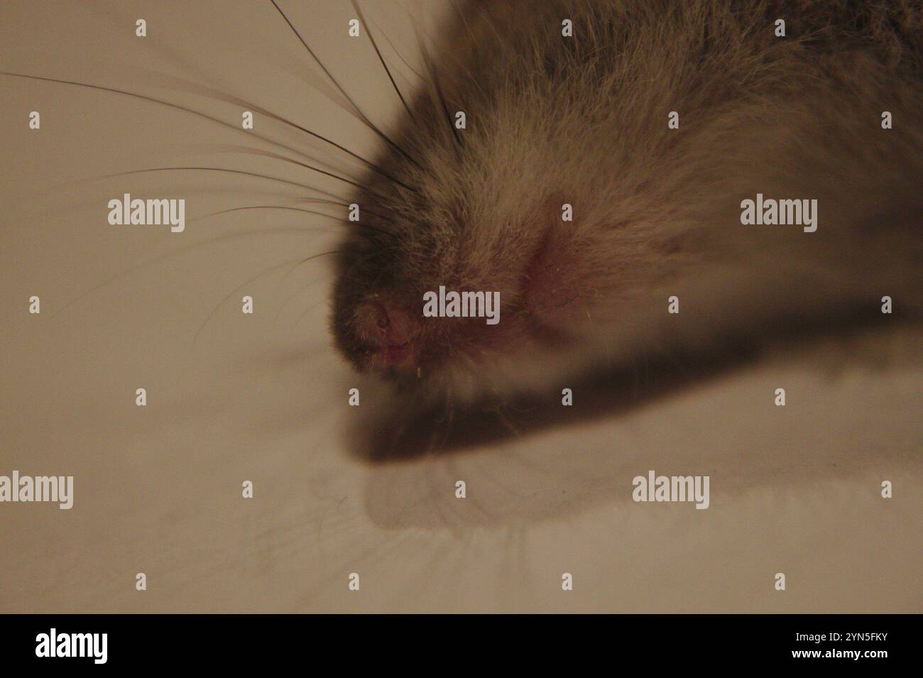 North american deer mice hi-res stock photography and images - Alamy