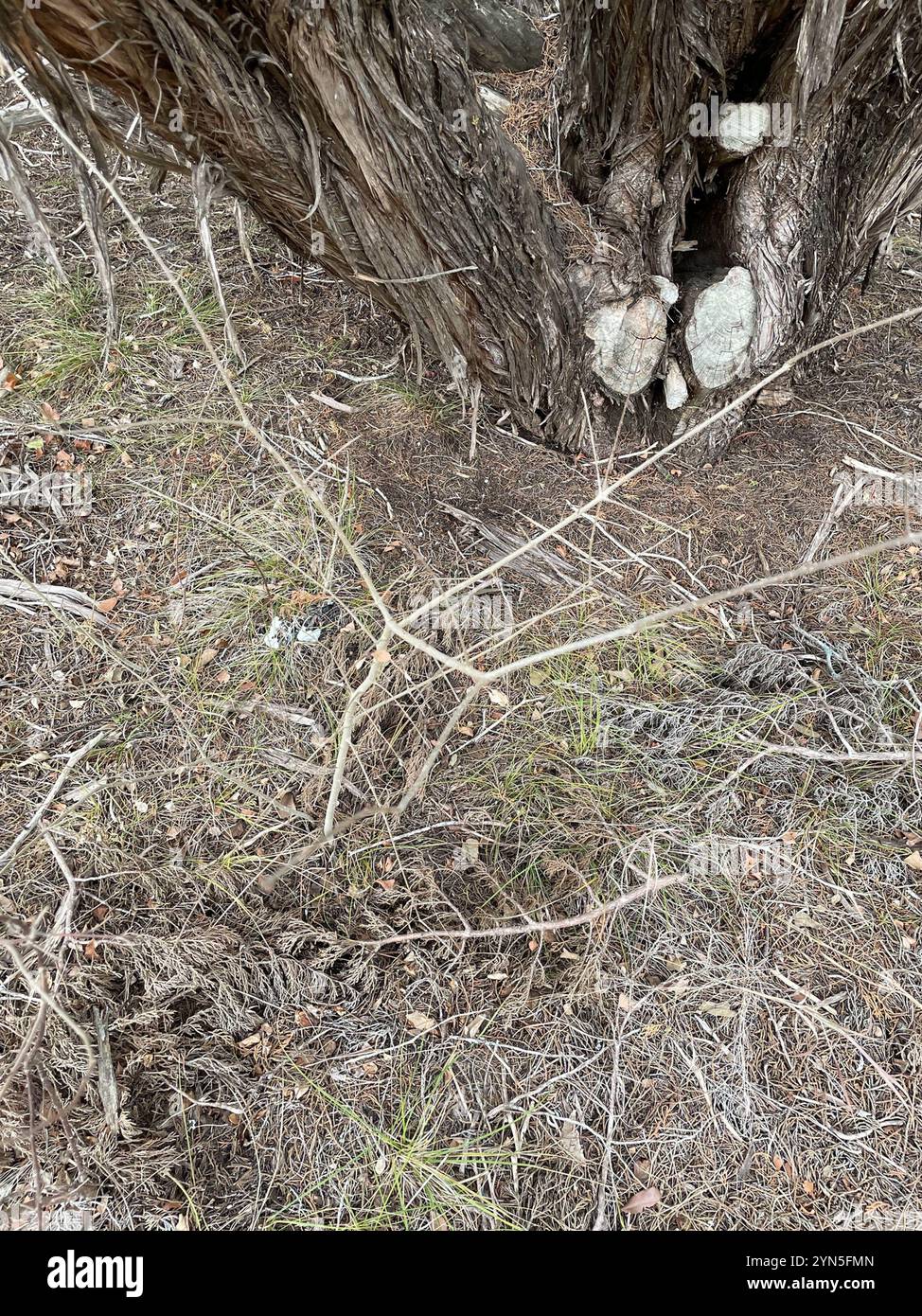 Stretchberry (Forestiera pubescens Stock Photo - Alamy