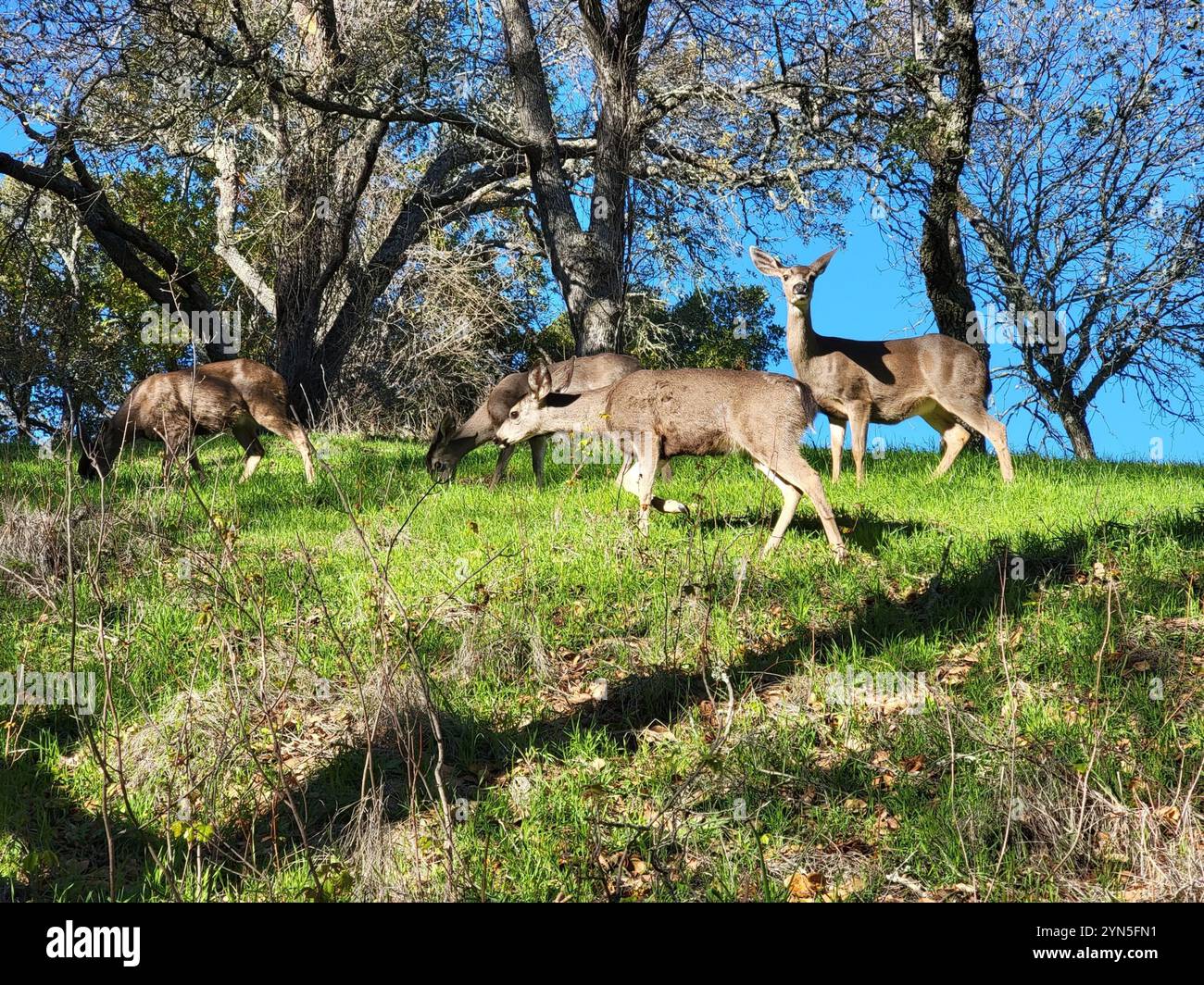 Mule Deer (Odocoileus hemionus Stock Photo - Alamy