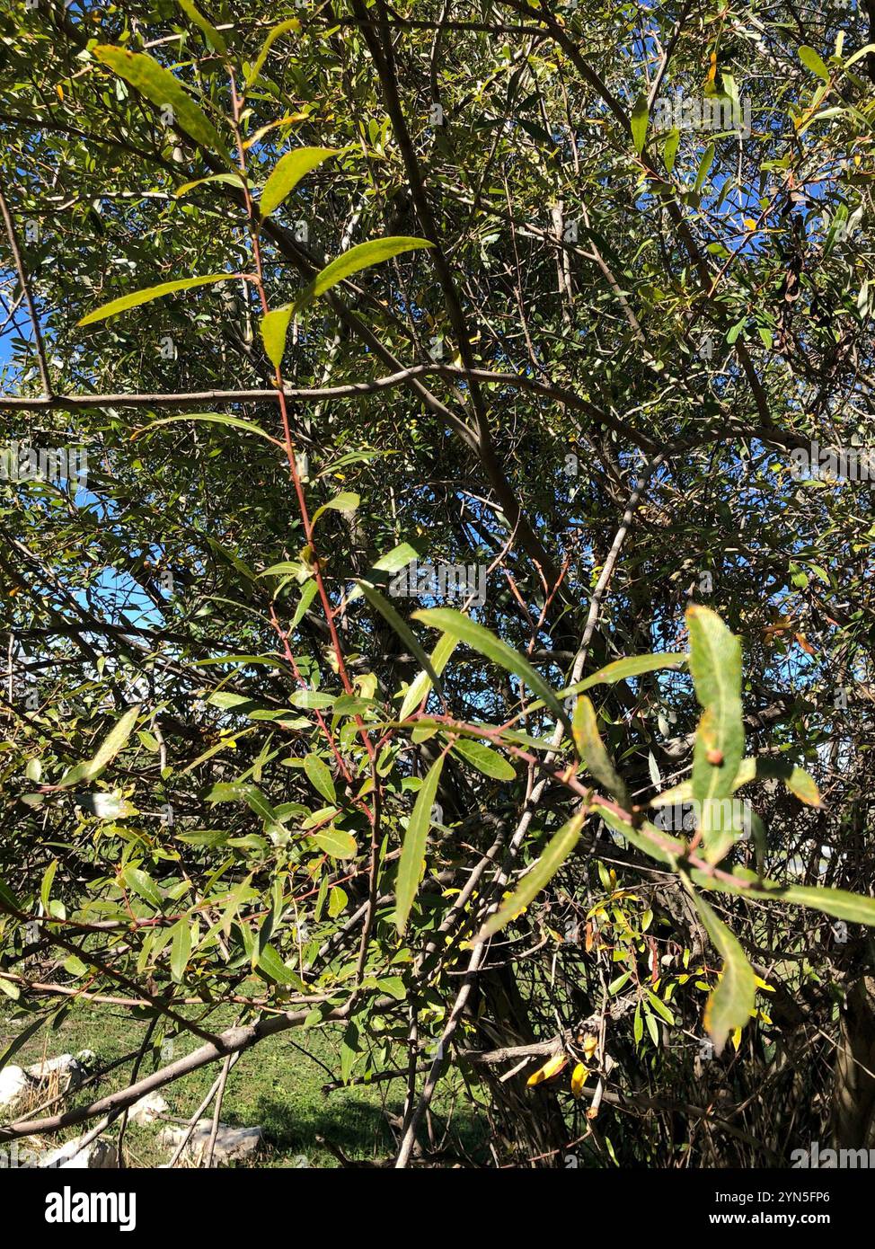 red willow (Salix laevigata Stock Photo - Alamy