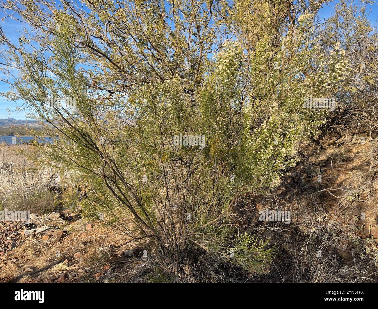 Desert Broom (Baccharis sarothroides Stock Photo - Alamy