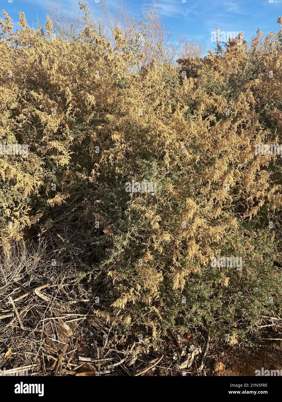 big saltbush (Atriplex lentiformis Stock Photo - Alamy