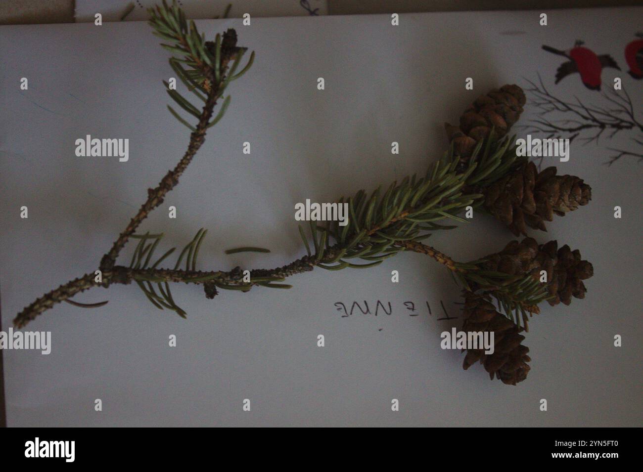 white spruce (Picea glauca Stock Photo - Alamy