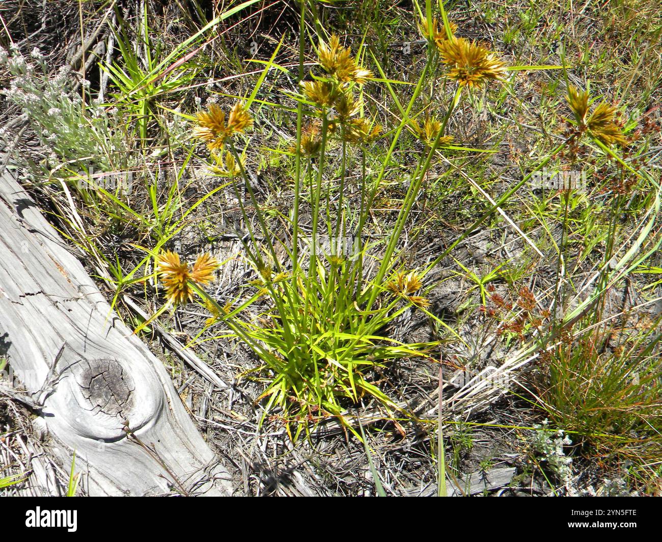 Manyspike Flatsedge (Cyperus polystachyos polystachyos Stock Photo - Alamy